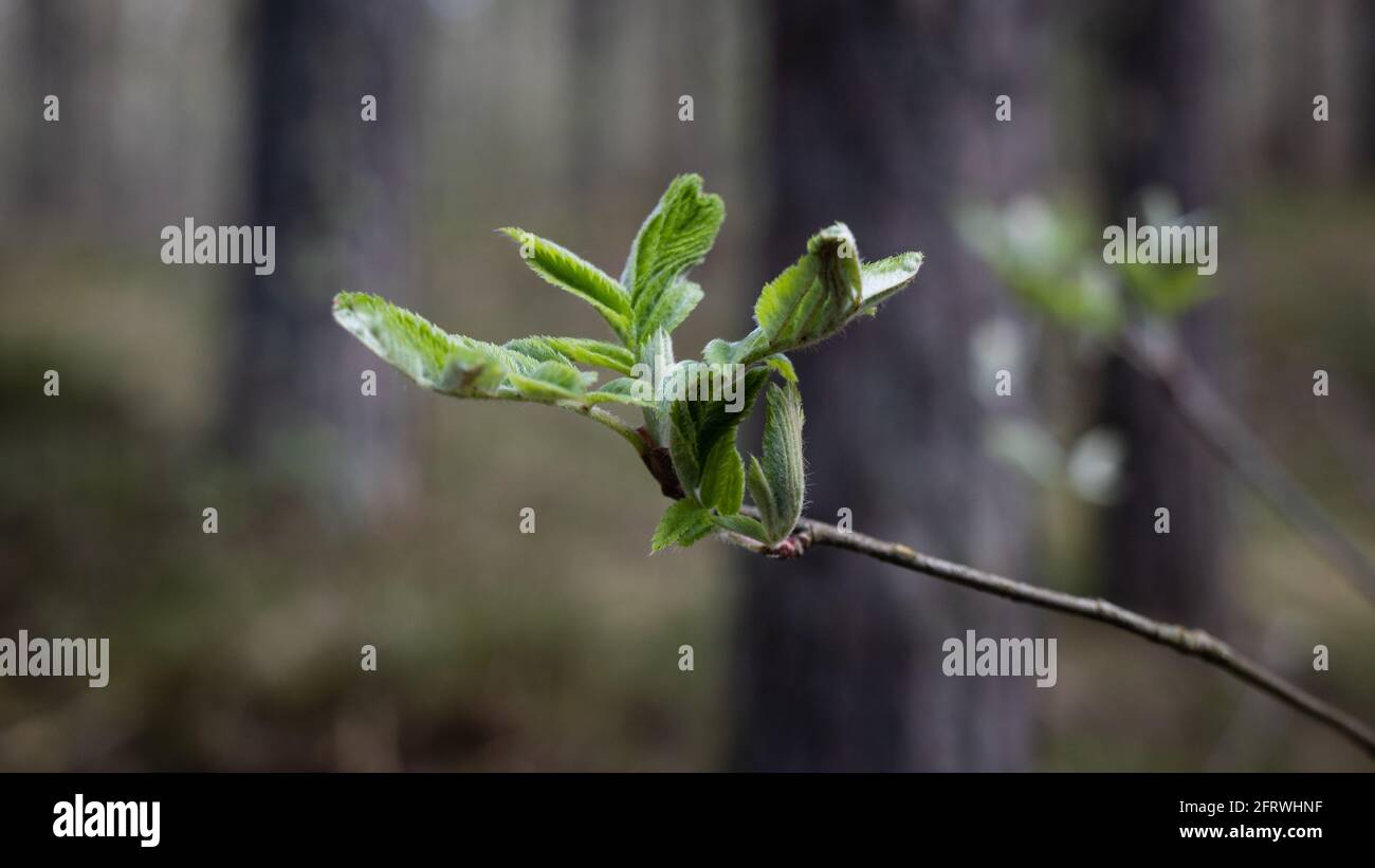 One of the first beautiful spring buds in the deep forest thicket ...