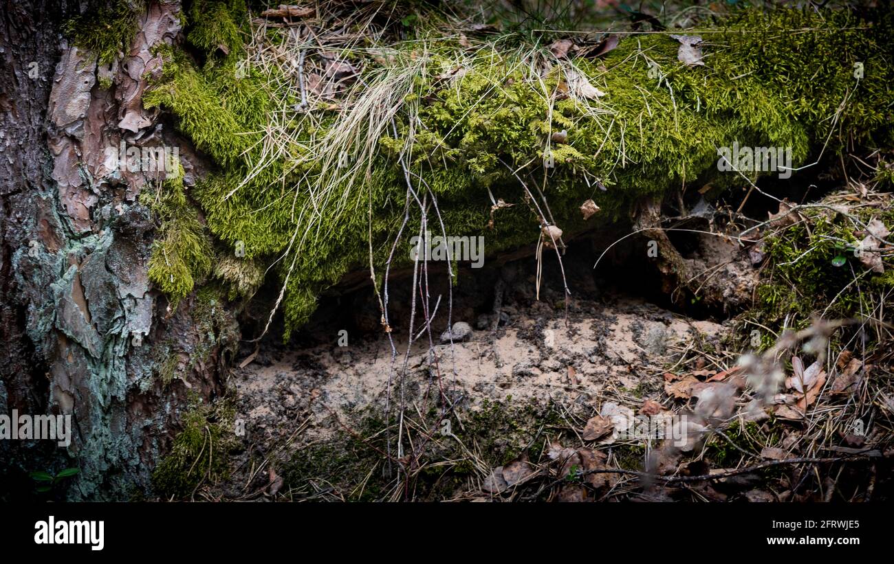 A mysterious and mossy animal cave under an old tree root awaits its ...