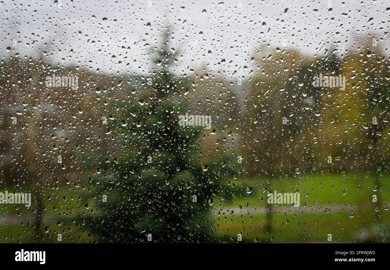 Natural landscape with a spruce top through a rain-dropped window glass ...