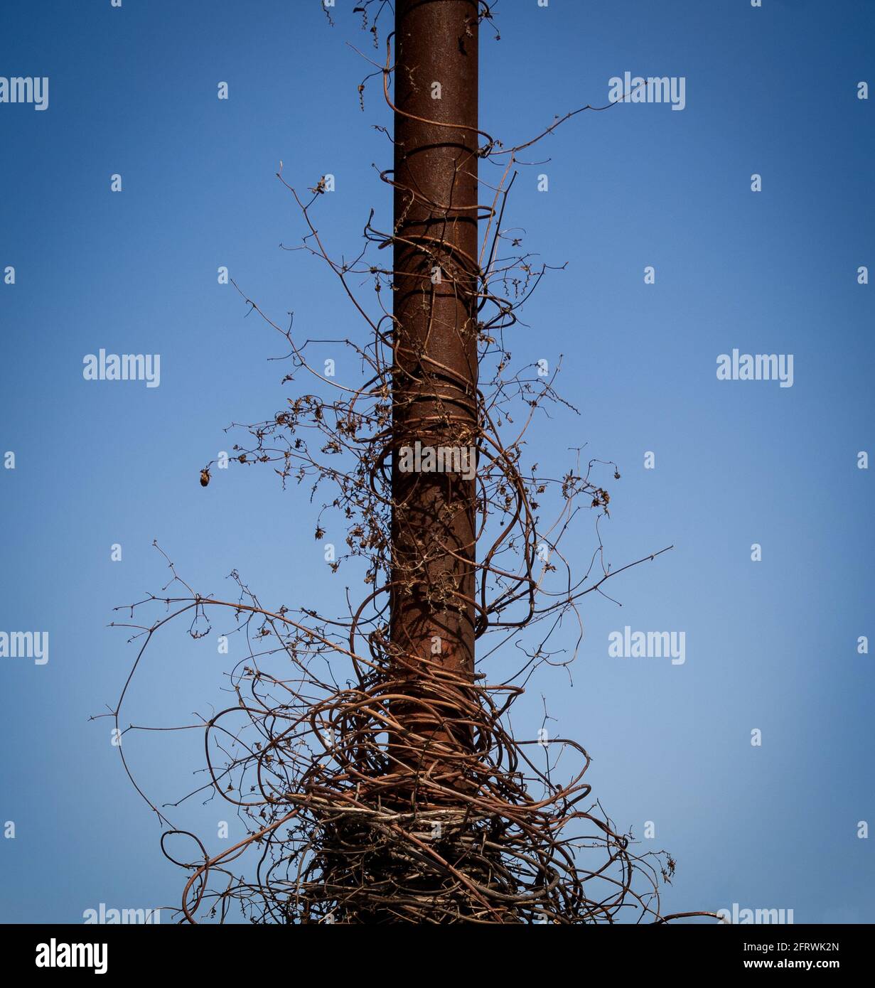 An old and rusty, brown metal pillar, overgrown with tree roots, looks ...
