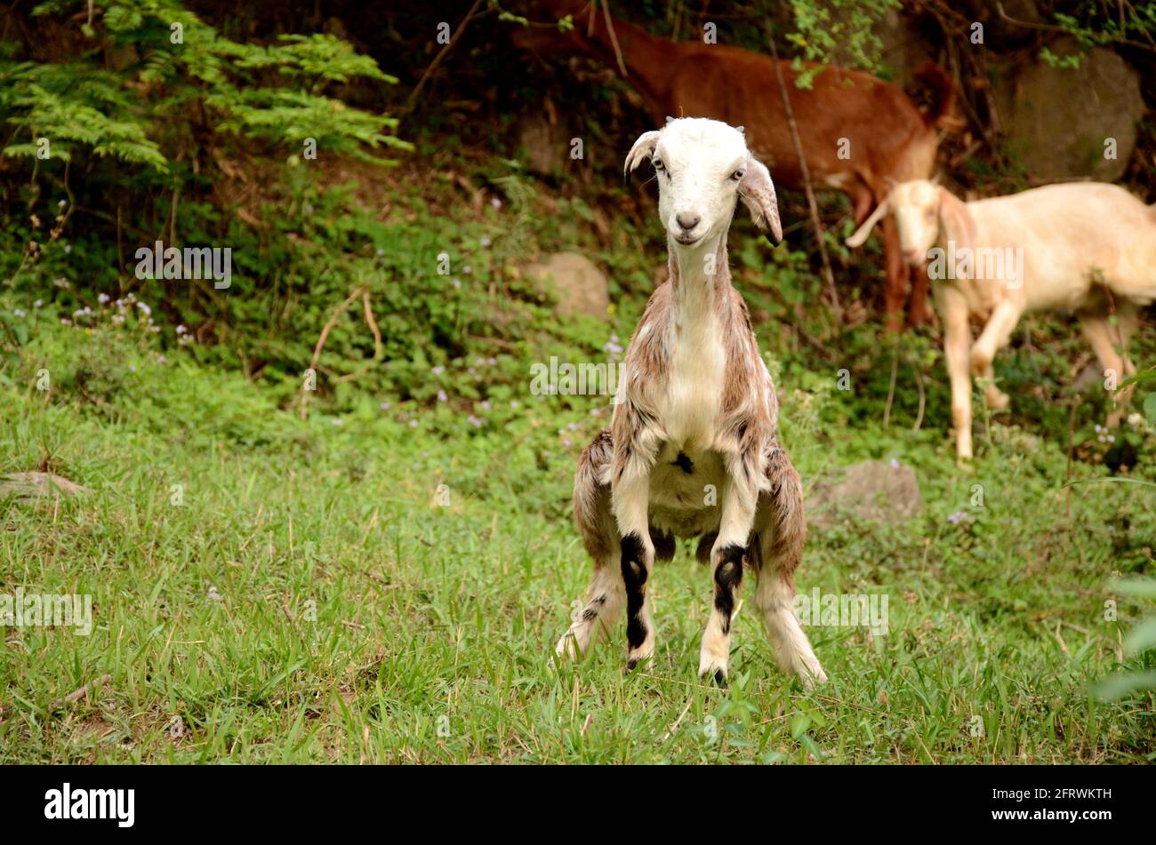 Goat eating grass not field hi-res stock photography and images - Alamy