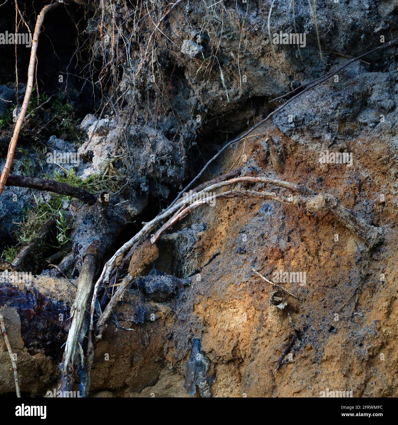 The bottom of a broken tree root with root veins and peculiar colored ...