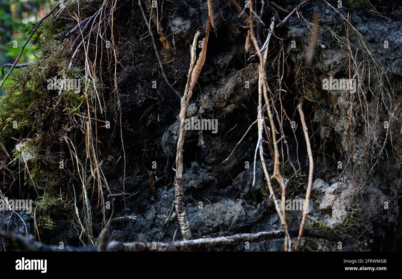 Ghostly animals hi-res stock photography and images - Alamy