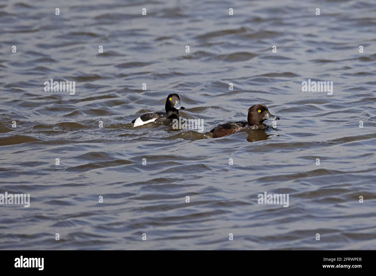 Pair of Tufted Ducks at Lodmoor RSPB reserve Dorset Stock Photo - Alamy