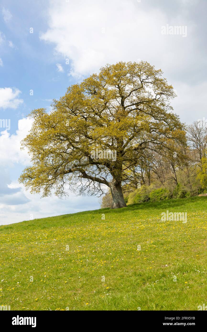 Spring leaves growing mature oak tree, Quercus Robur, in field on ...