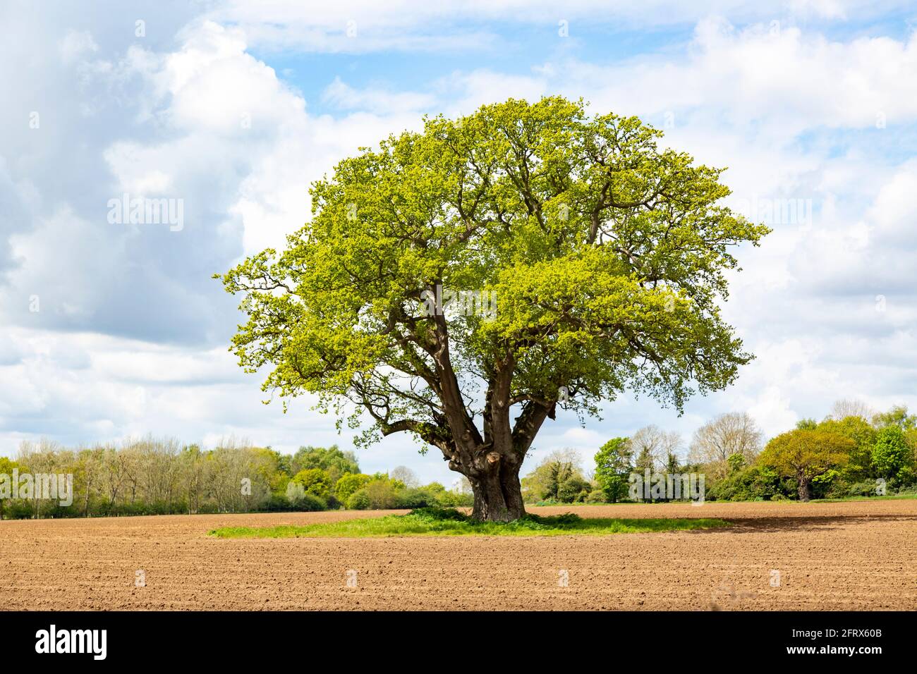 Yellow green new leaves growing on large oak tree in field, Quercus ...