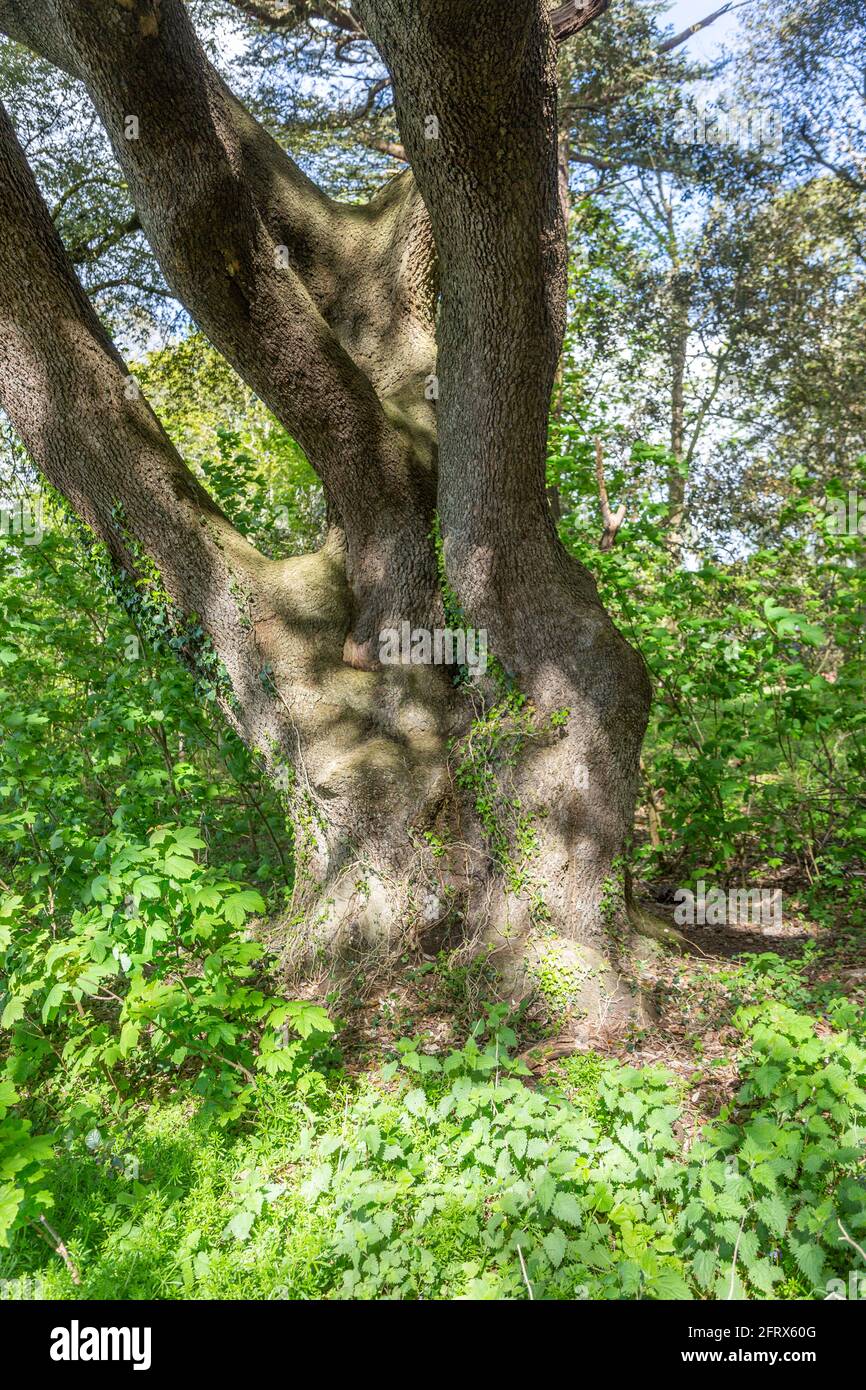Detail of trunk and lower branches of mature holm oak tree, Quercus ...