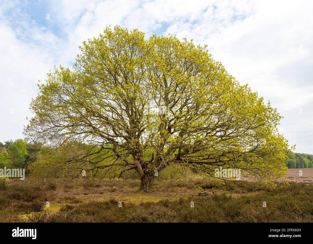 Growing on an oak tree hi-res stock photography and images - Alamy