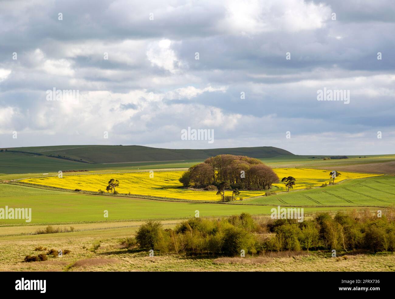 Chalk downland landscape yellow oil seed rape crop sunlight and shadows ...