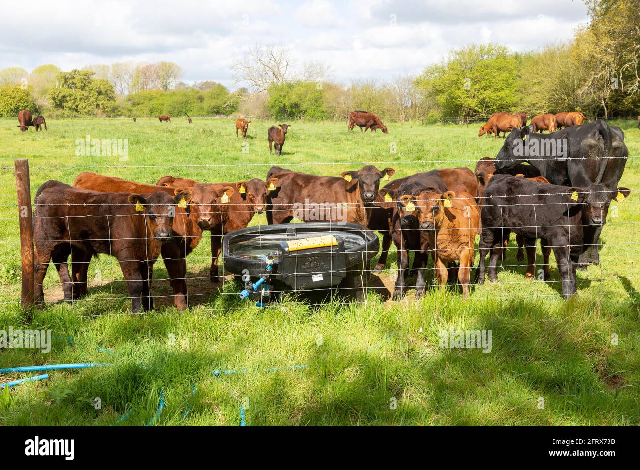 Curious red poll young calves line up by fence, Sutton, Suffolk ...