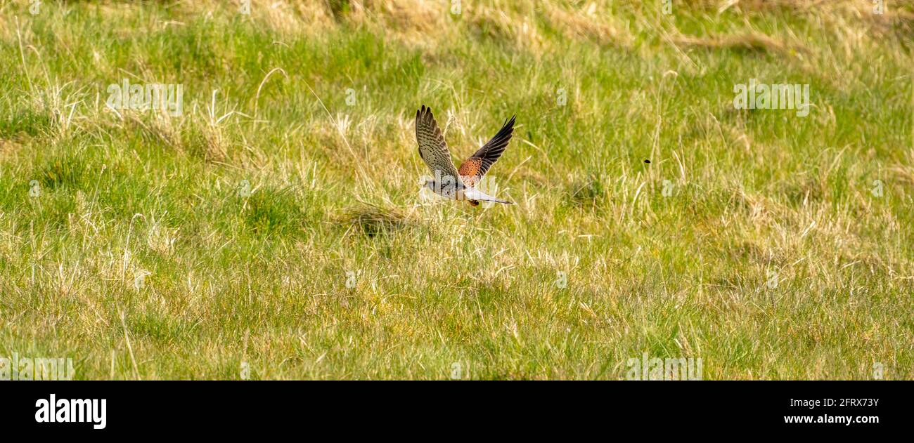 Web banner of a Kestrel bird of prey floats above the grass hunting for ...