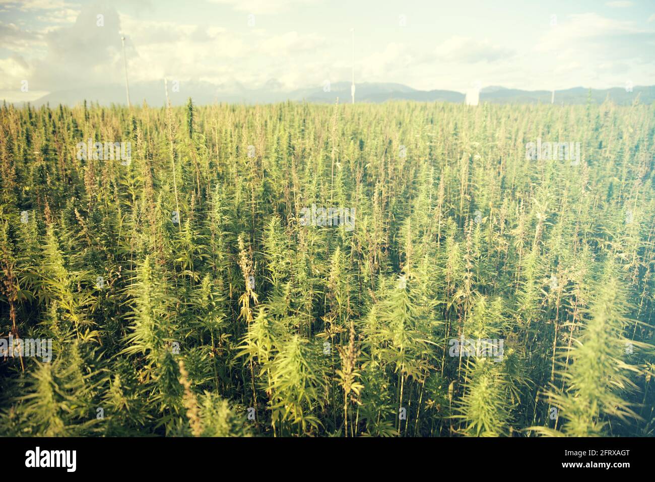 Cannabis plantage hi-res stock photography and images - Alamy