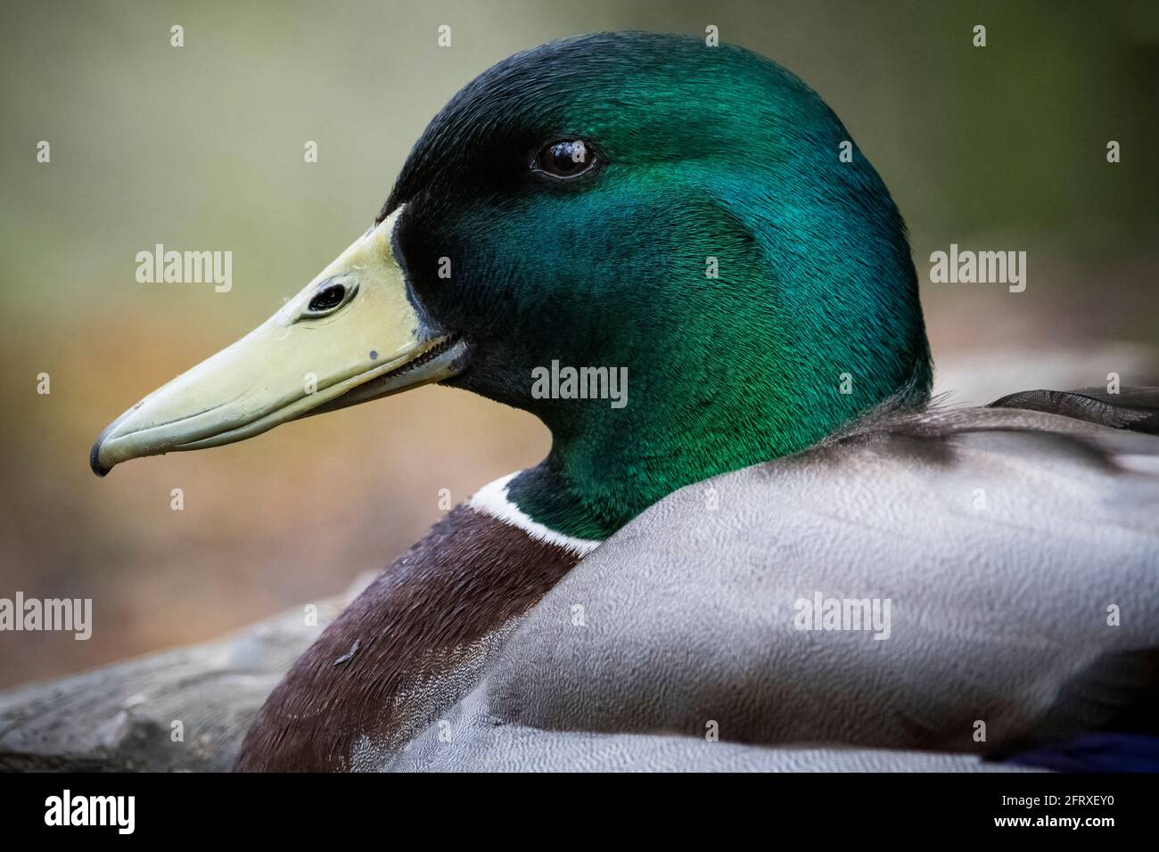 Mallard in profile resting by pond in woodland Stock Photo - Alamy