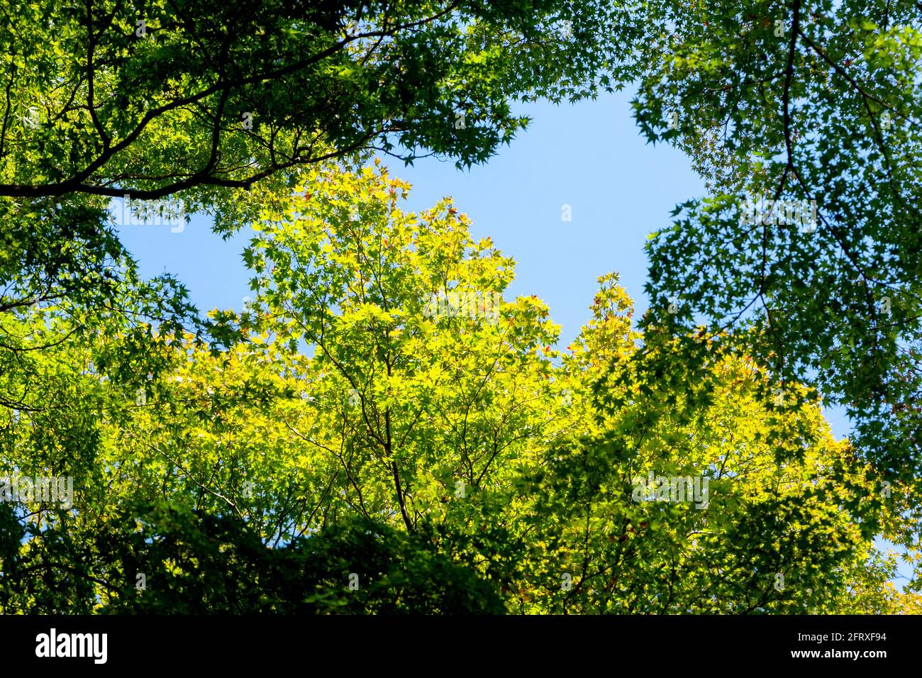 autumn in Kyoto Japan ,twigs green and yellow color leave Stock Photo ...