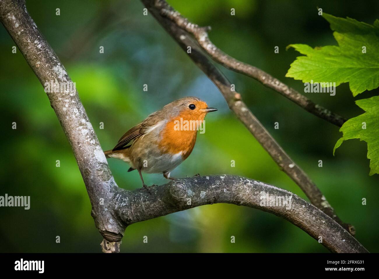 Robin in evening sunlight against vibrant green backdrop Stock Photo ...