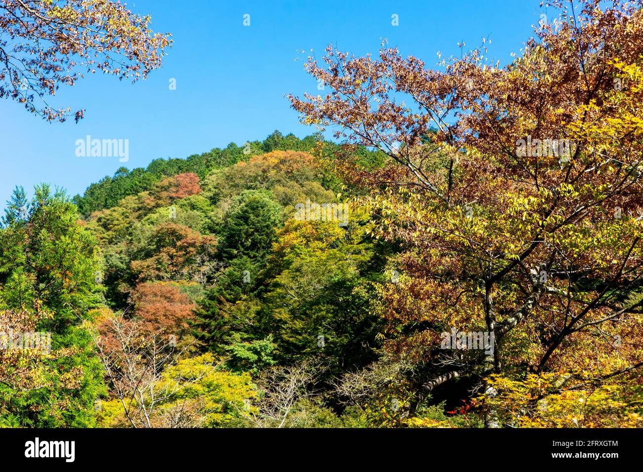 autumn in Kyoto Japan ,twigs green and yellow color leave Stock Photo ...
