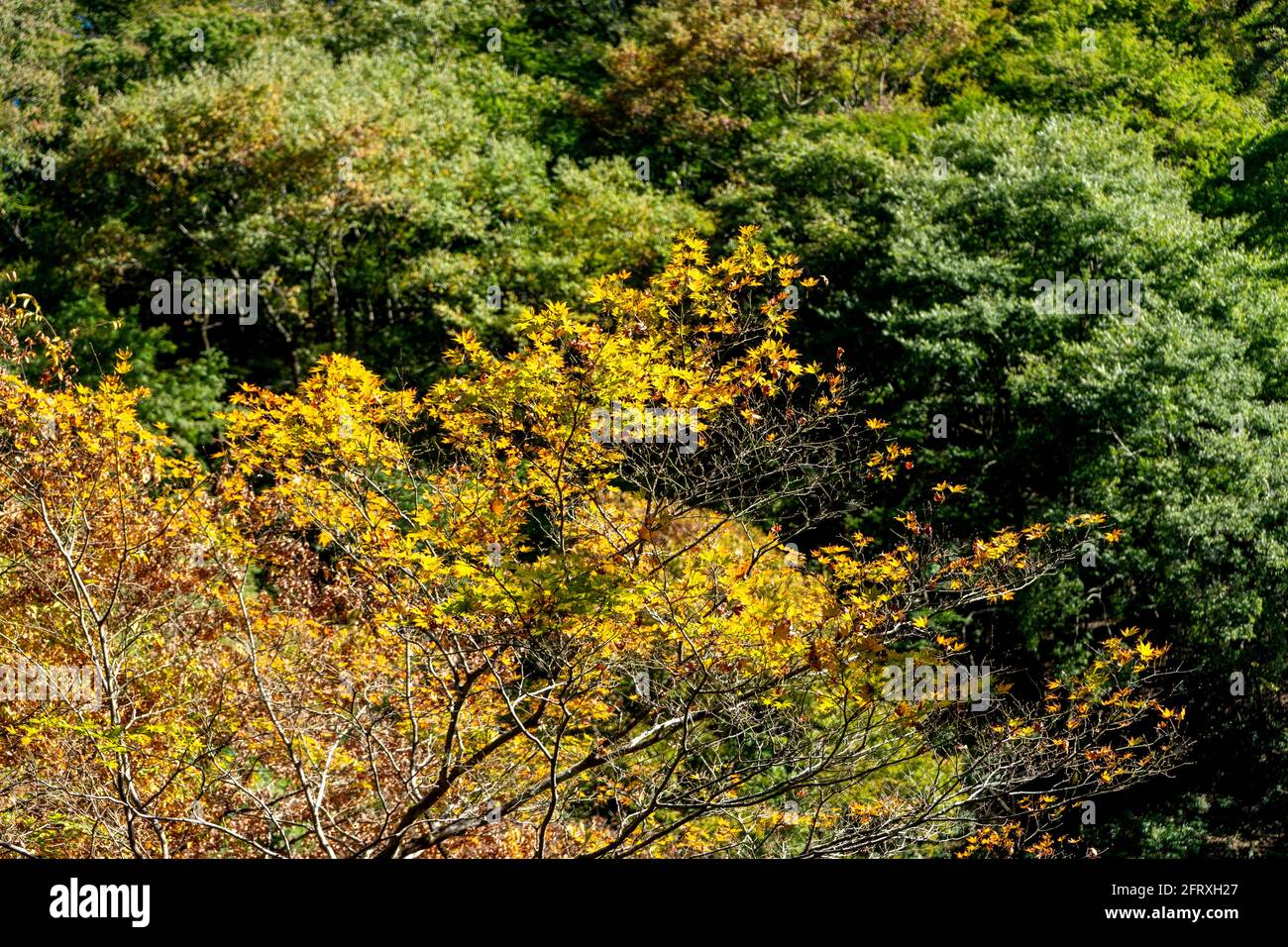 autumn in Kyoto Japan ,twigs green and yellow color leave Stock Photo ...
