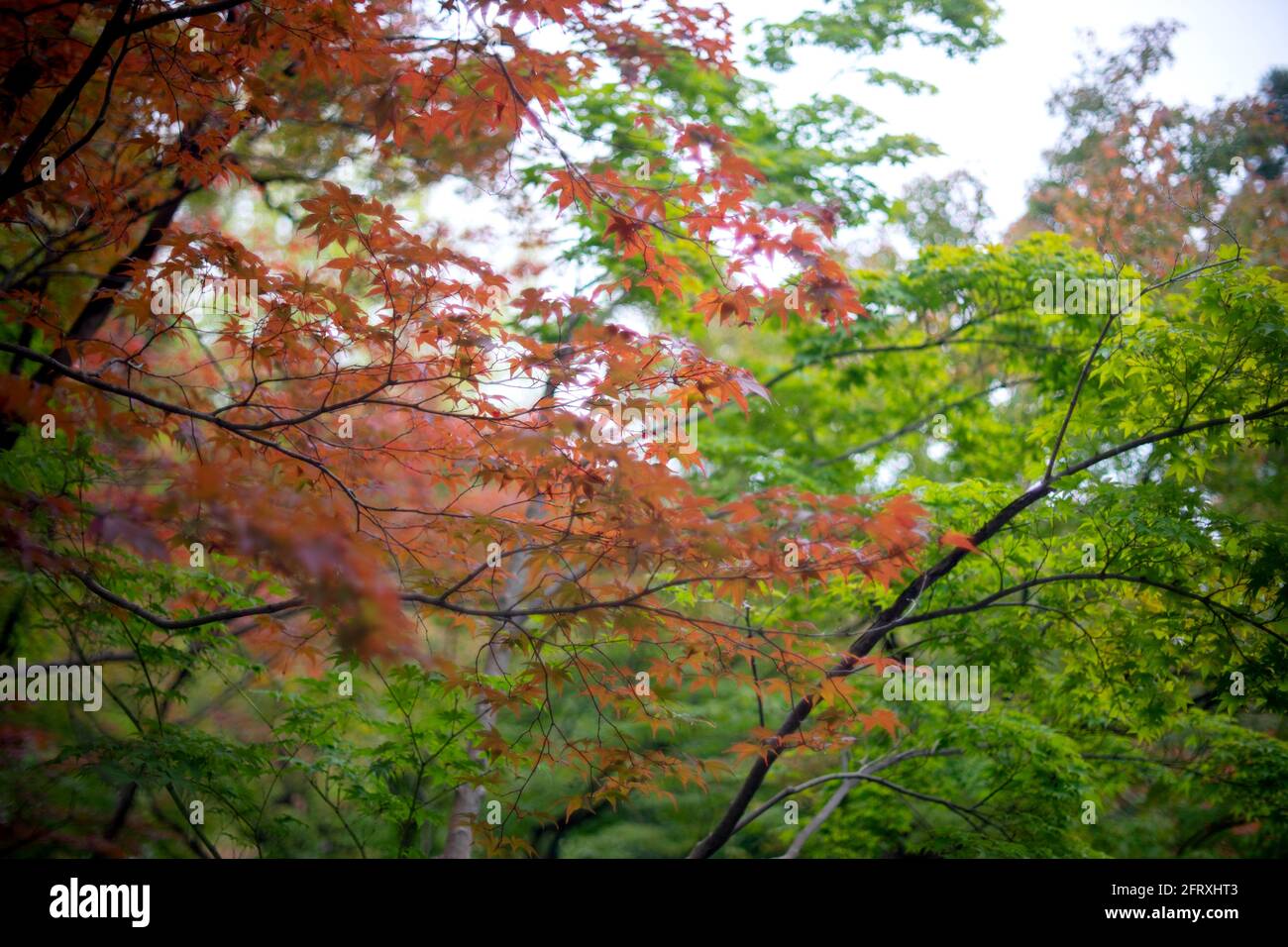 natural view, red yellow green leave in November at Kyoto Japan Stock ...