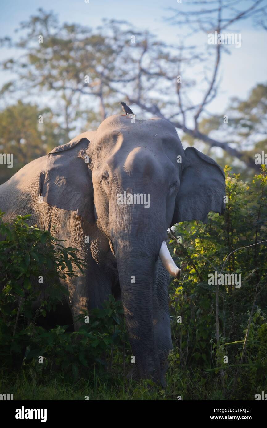 Asiatic Elephant, Elephas maximus indicus, Kaziranga Tiger Reserve ...