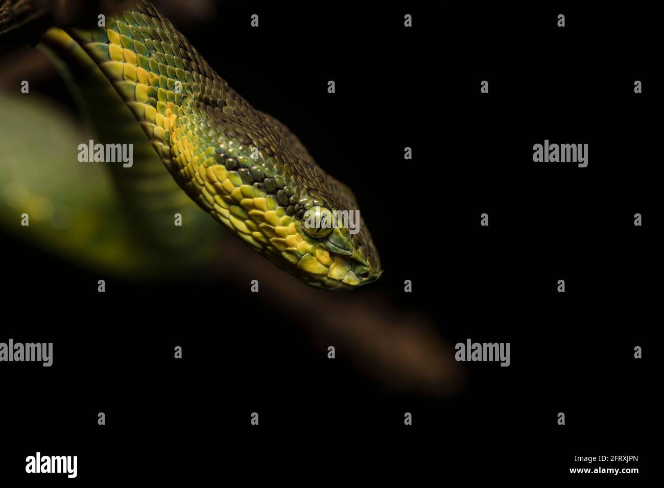 Side view of Bamboo Pit Viper- Trimeresurus gramineus, Satara ...
