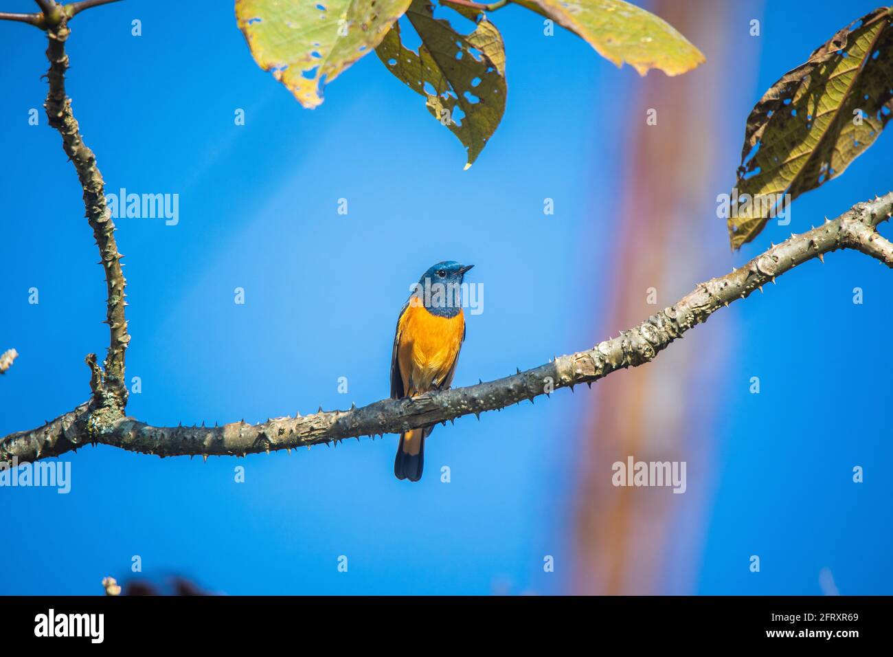 Blue-fronted Redstart, Phoenicurus frontalis, Pangolekha Wildlife ...