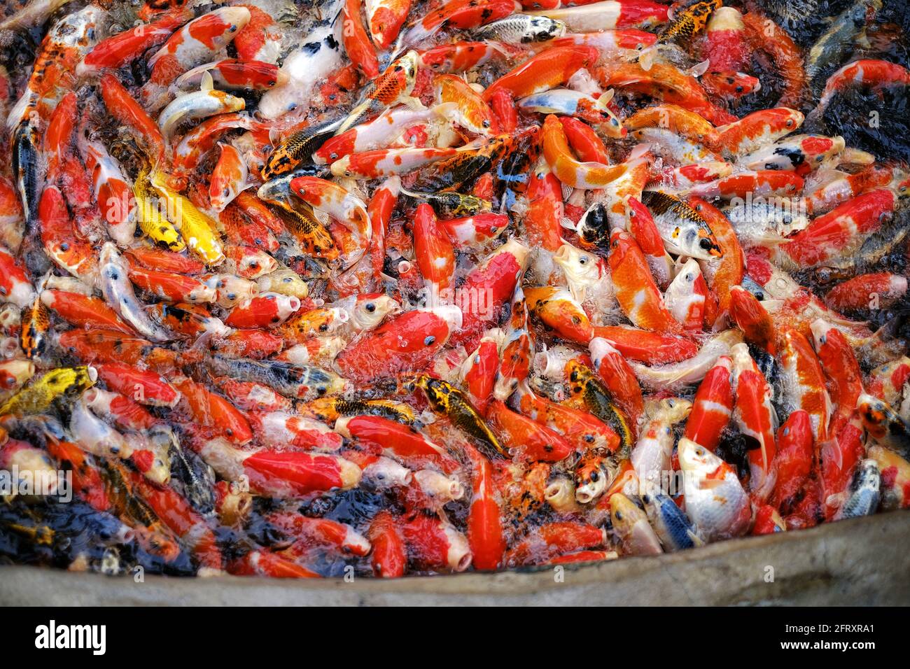 Orange and black koi carp hi-res stock photography and images - Alamy