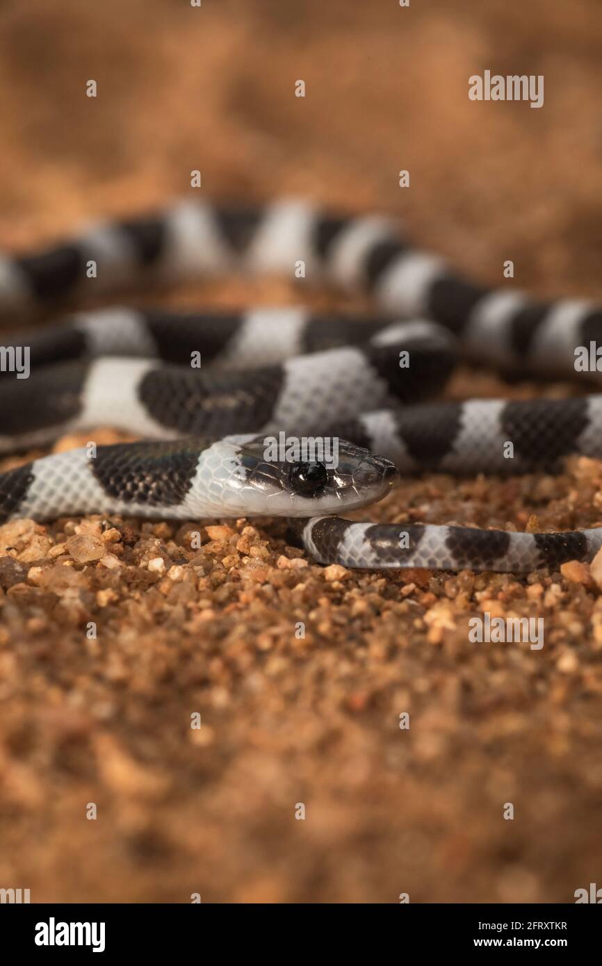 Common Bridle Snake full body shot, Dryocalamus nympha, Hampi ...
