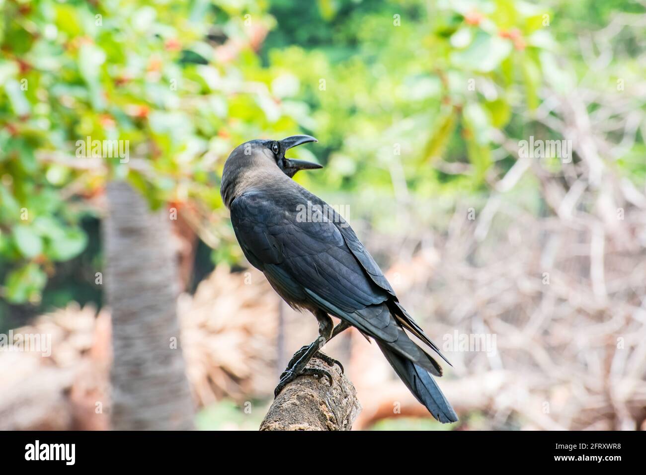 A crow sitting on a tree branch & cawing in a public park Stock Photo ...