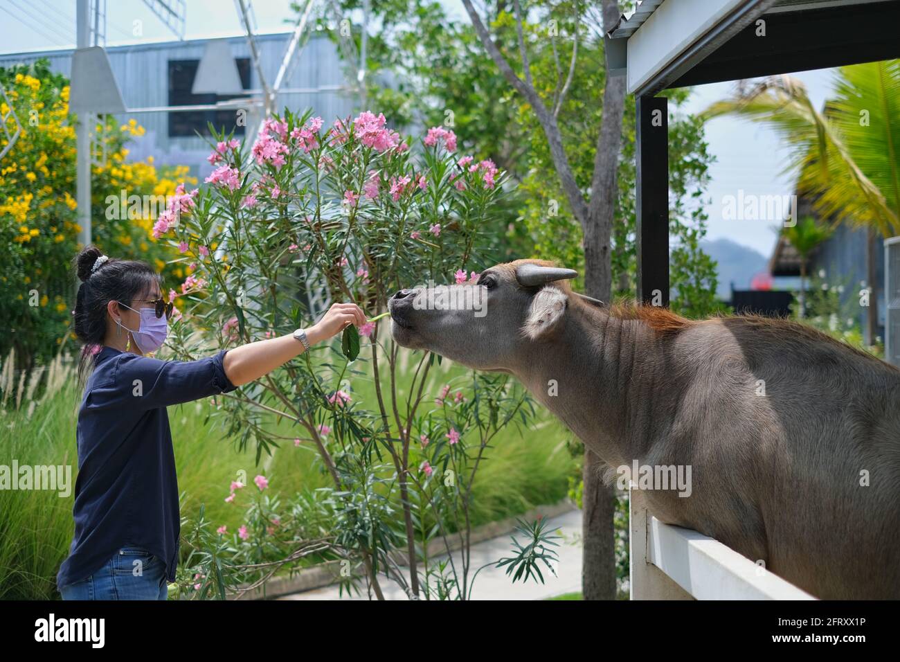 An Asian woman is feeding grass to a young domestic water buffalo ...