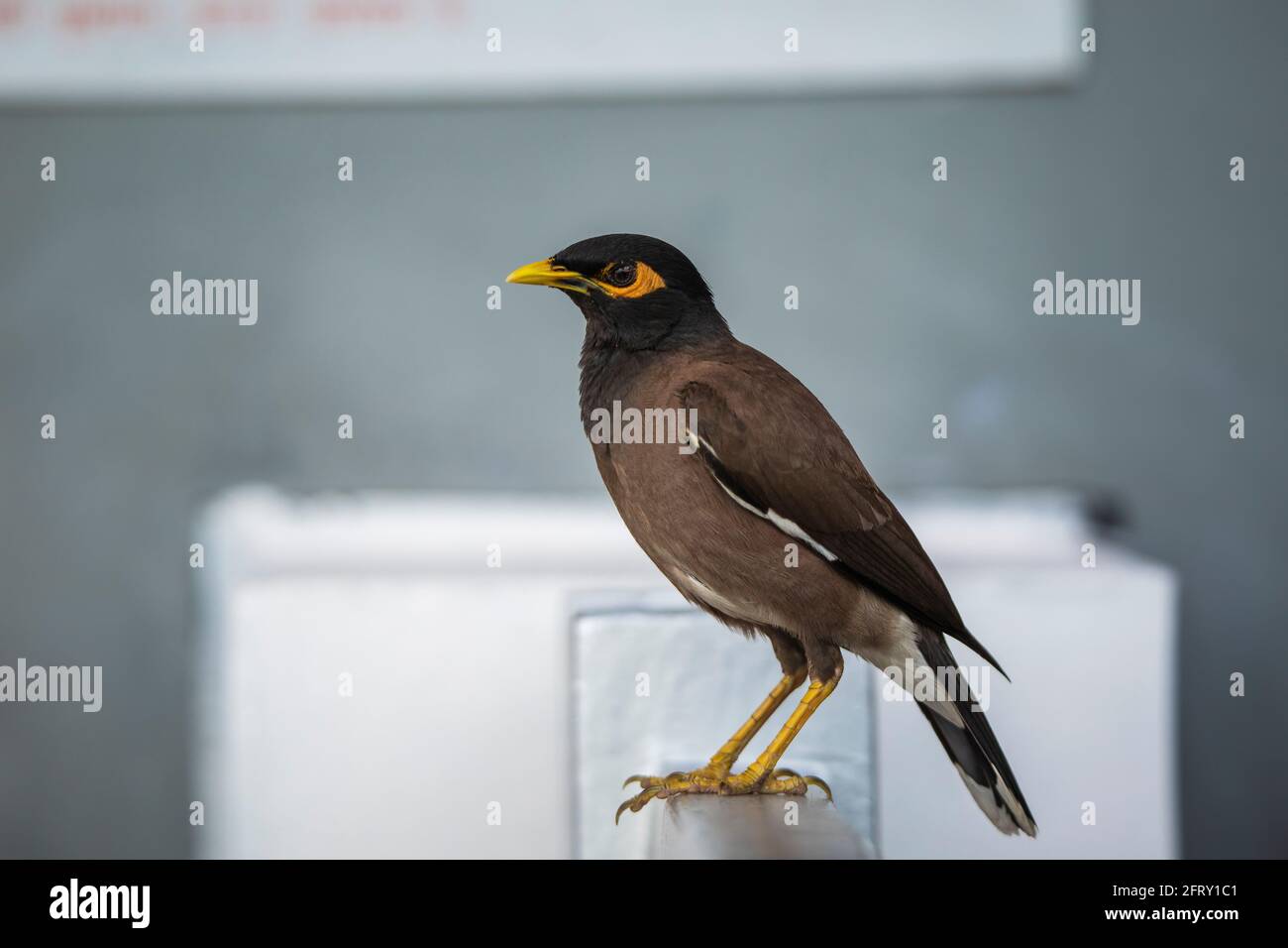 Jungle myna head hi-res stock photography and images - Alamy