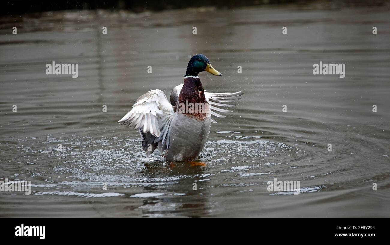 Mallard male young hi-res stock photography and images - Alamy