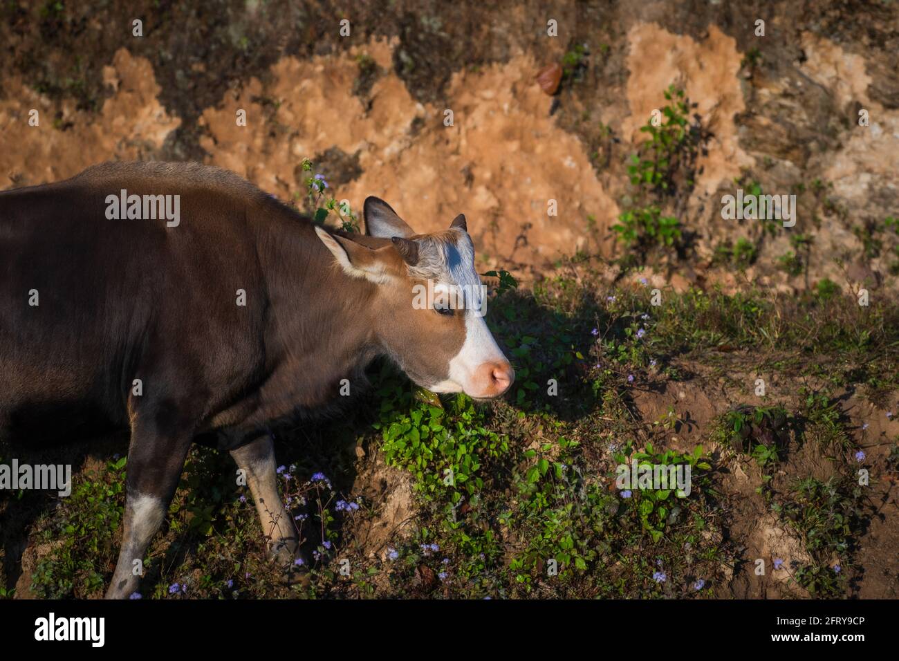 Nagaland state animal hi-res stock photography and images - Alamy