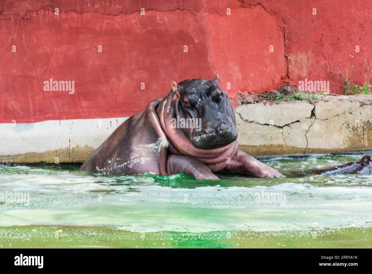 Wild Animal Hippopotamus Bathing in an Indian National Park Pond Stock ...