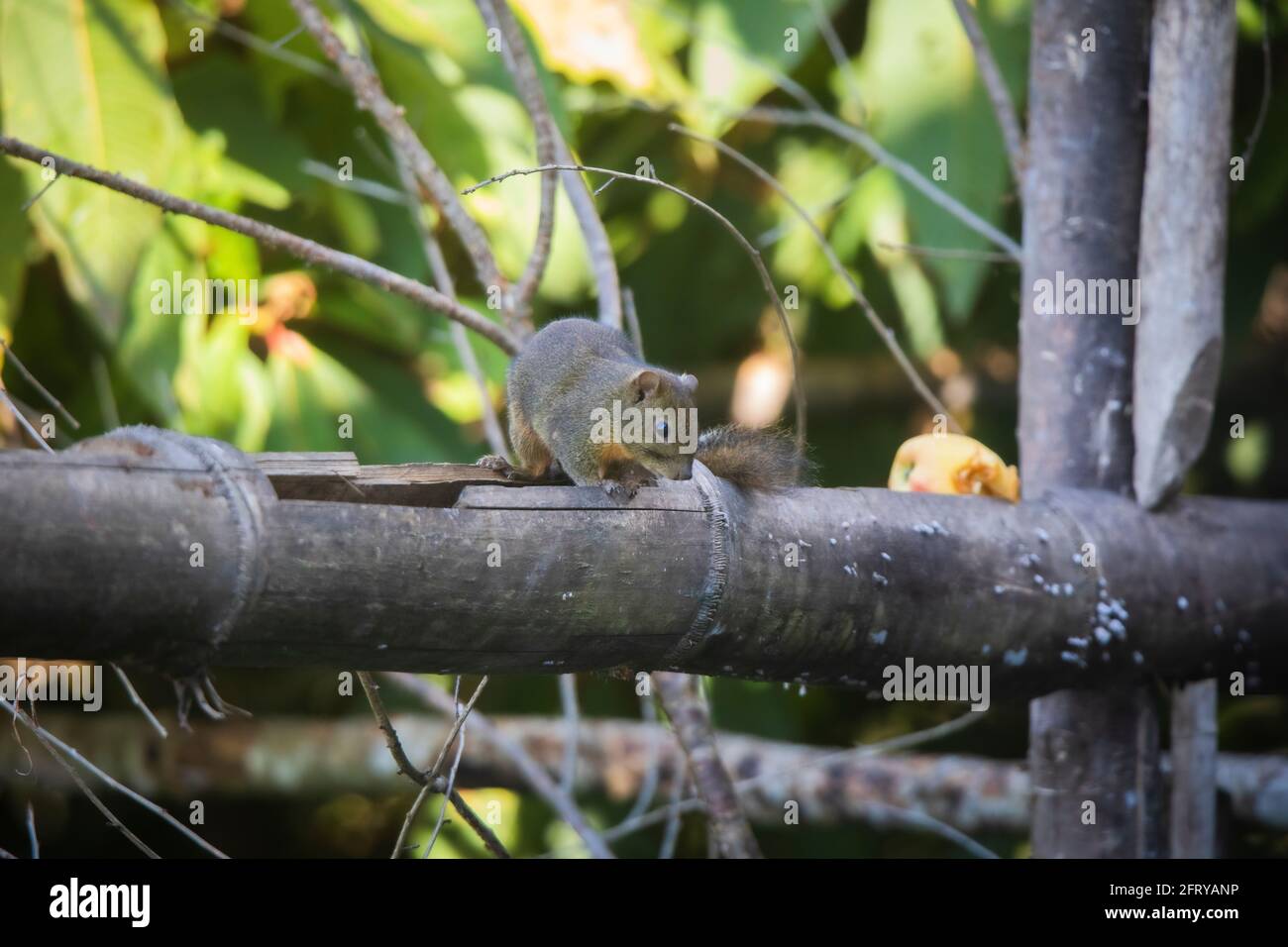 Orange-bellied Himalayan Squirrel, Dremomys lokriah, Okre, Sikkim ...