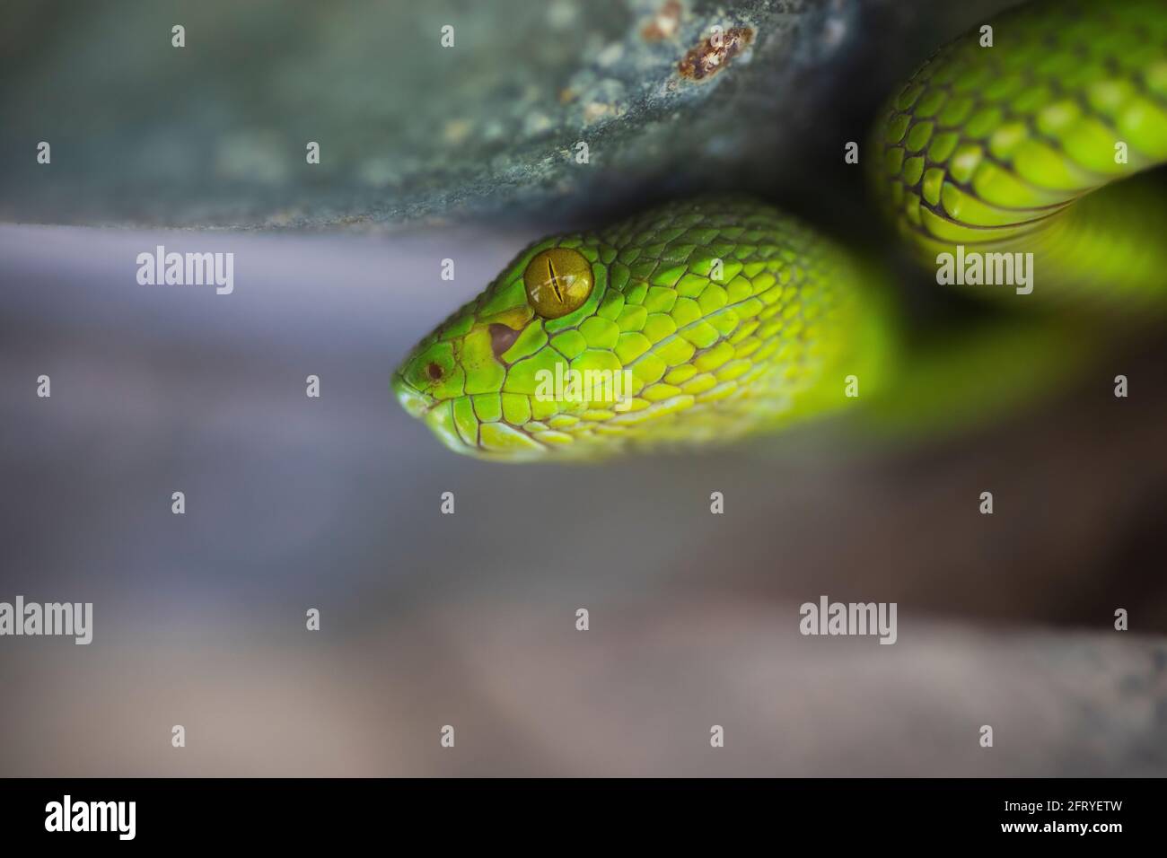 Red-tailed Pitviper, Trimeresurus erythrurus, Sunderbans, India Stock ...