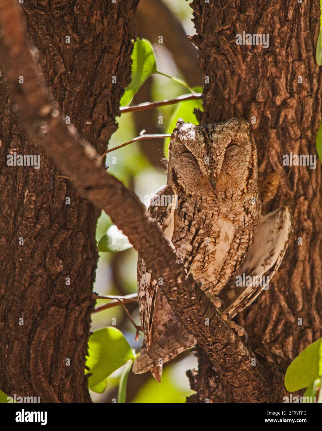 African scops owl hi-res stock photography and images - Alamy