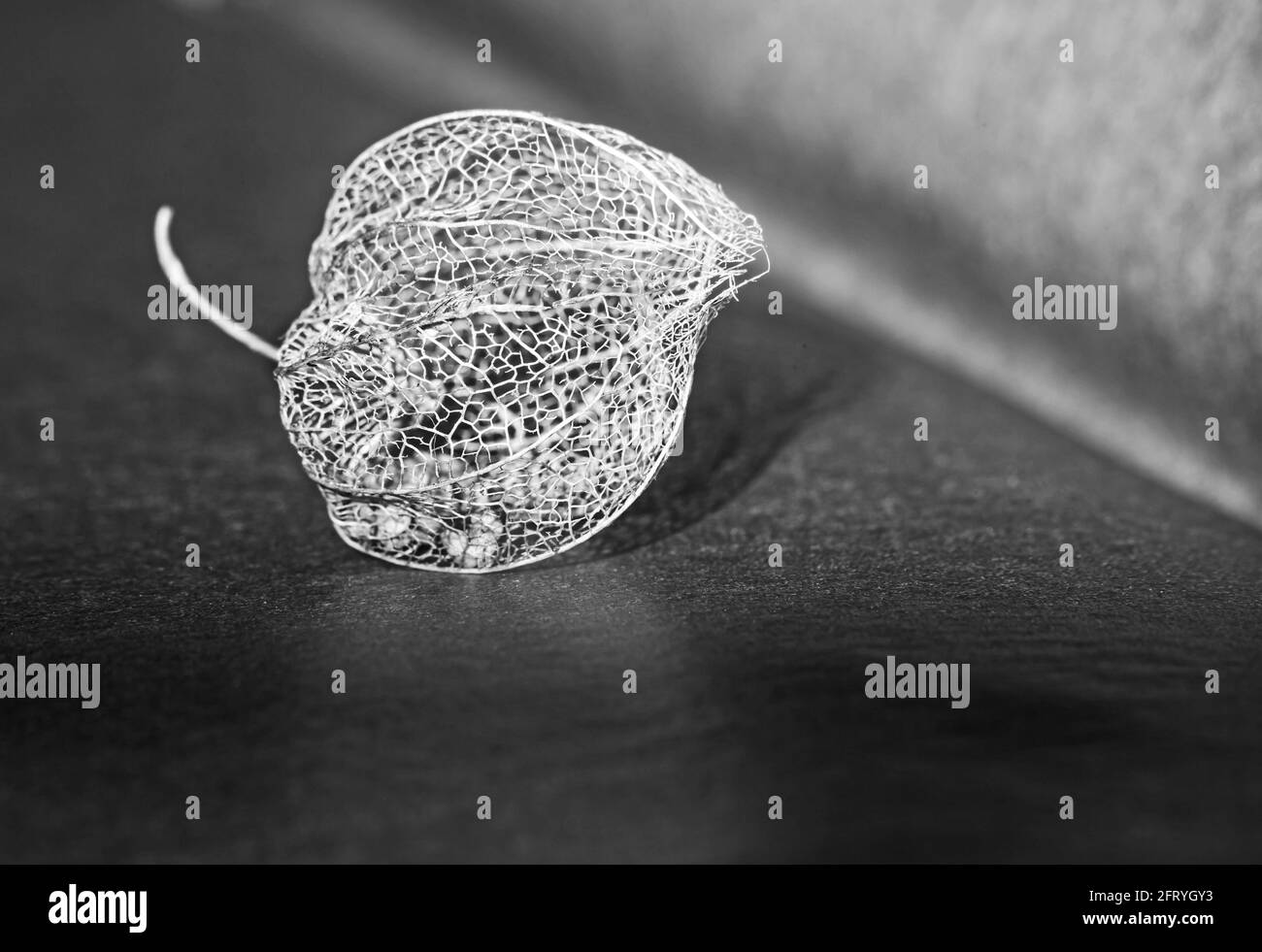 Berry physalis Black and White Stock Photos & Images - Alamy