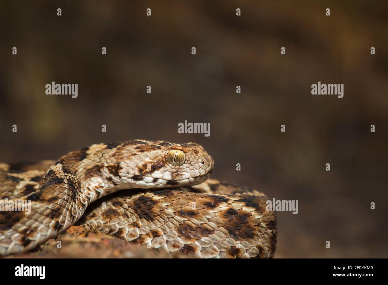 Saw Scaled Viper, Echis carinatus carinatus, Satara, Maharashtra, India ...