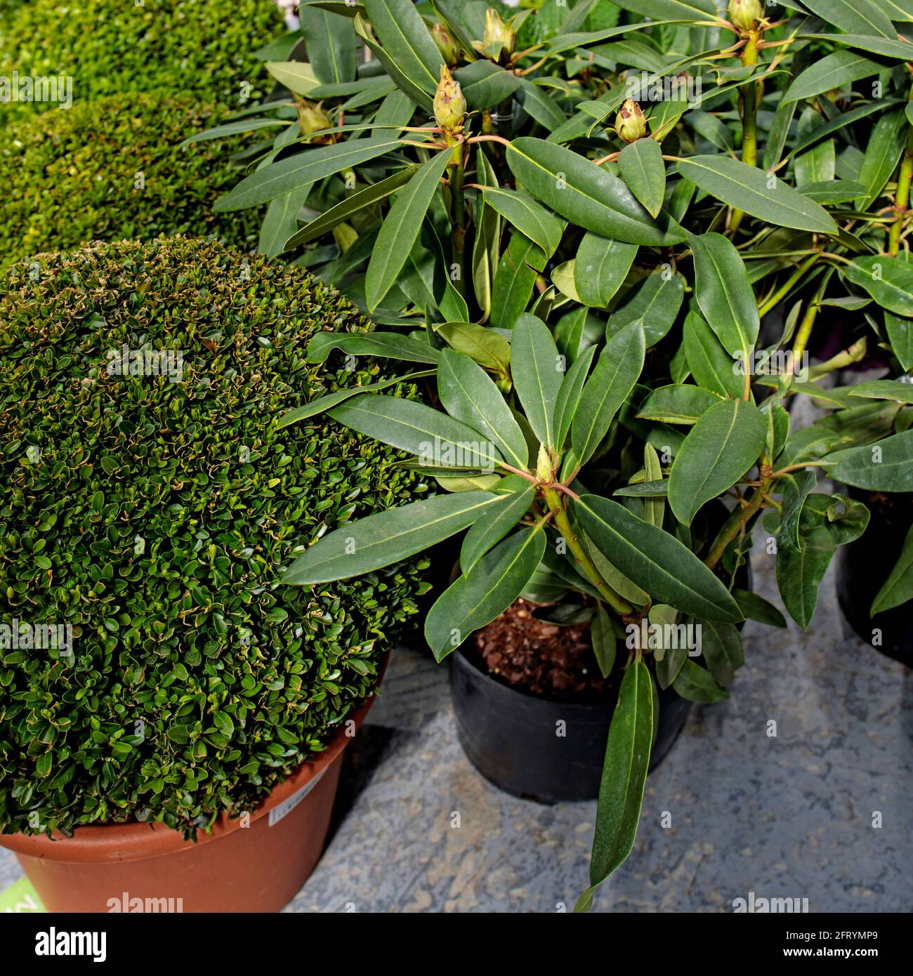 Spherical plants hi-res stock photography and images - Alamy