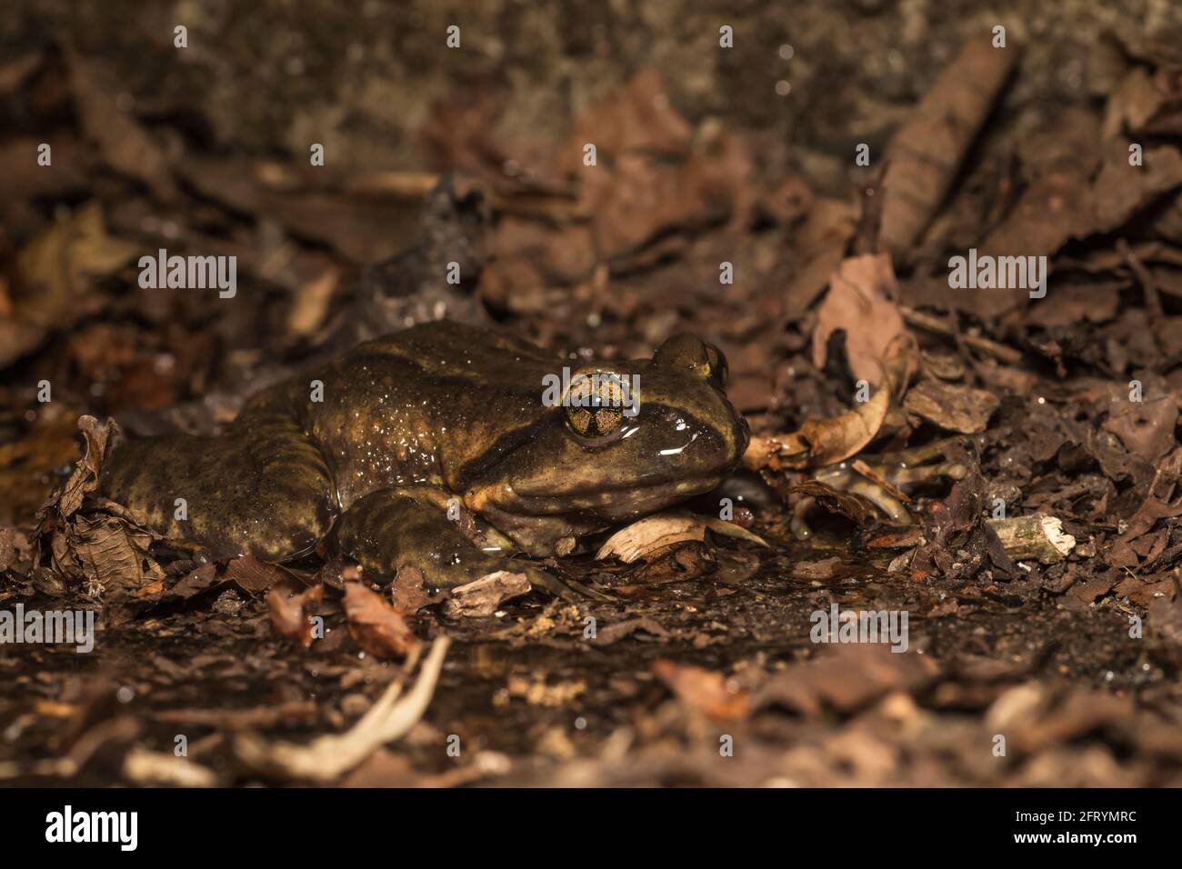 Sikkim Paa Frog, Nanorana liebigii, Sikkim, India Stock Photo - Alamy