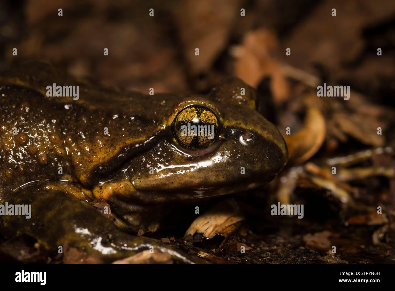 Sikkim Paa Frog, Nanorana liebigii, Sikkim, India Stock Photo - Alamy