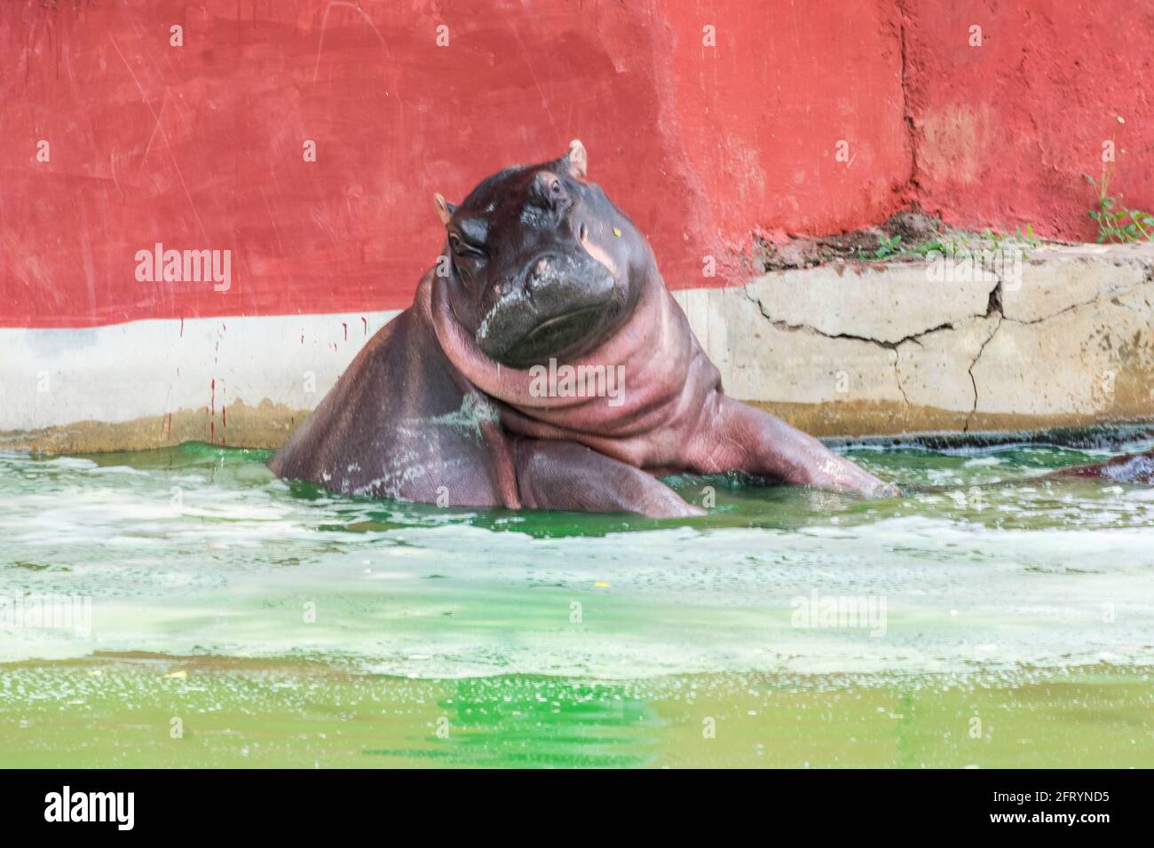 Wild Animal Hippopotamus Bathing in an Indian National Park Pond Stock ...