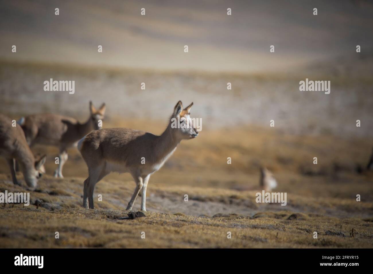 Procapra picticaudata hi-res stock photography and images - Alamy