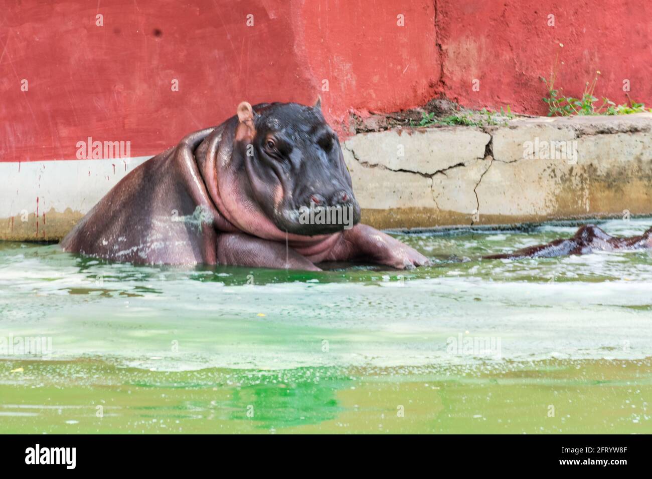 Wild Animal Hippopotamus Bathing in an Indian National Park Pond Stock ...