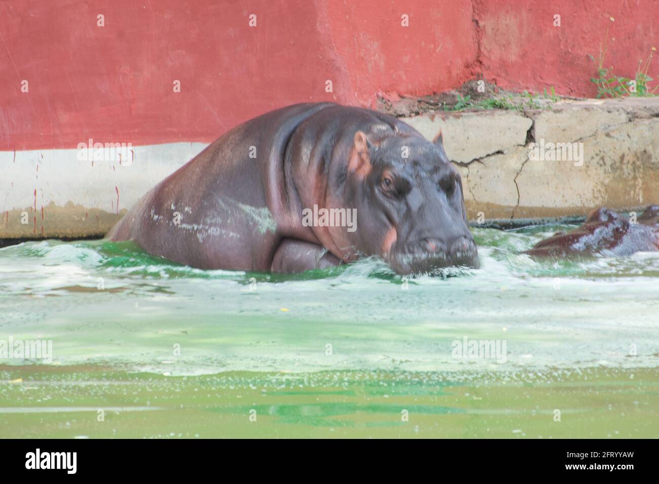 Wild Animal Hippopotamus Bathing in an Indian National Park Pond Stock ...