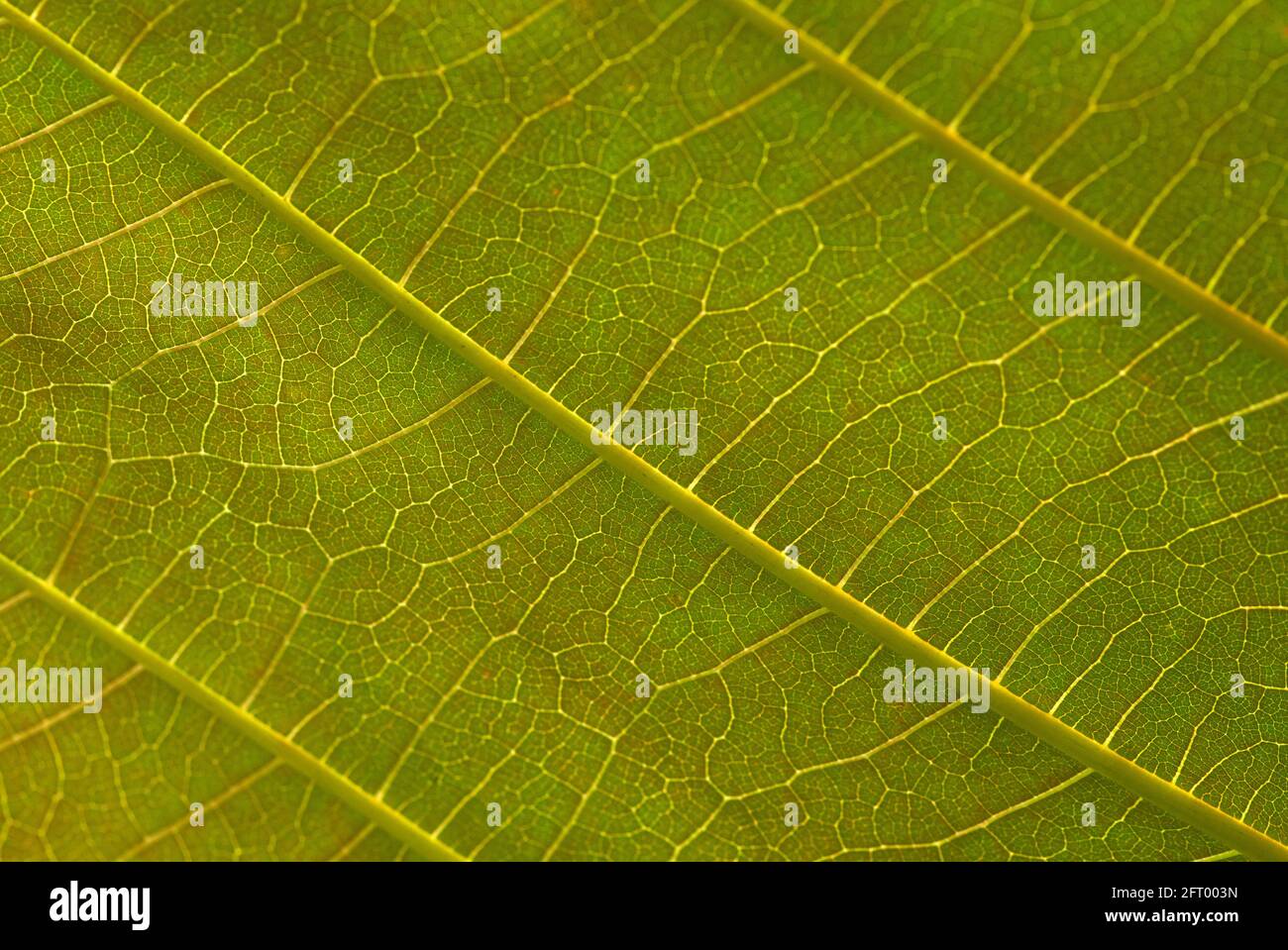 Beautiful leaf veins of Jabon plant (Anthocephalus macrophyllus), one ...