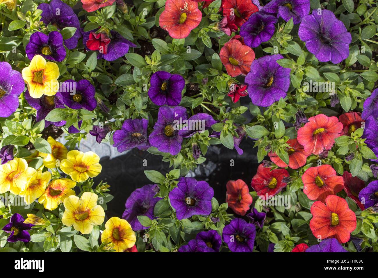 Different color of calibrachoa is a genus of plants in the Solanaceae ...