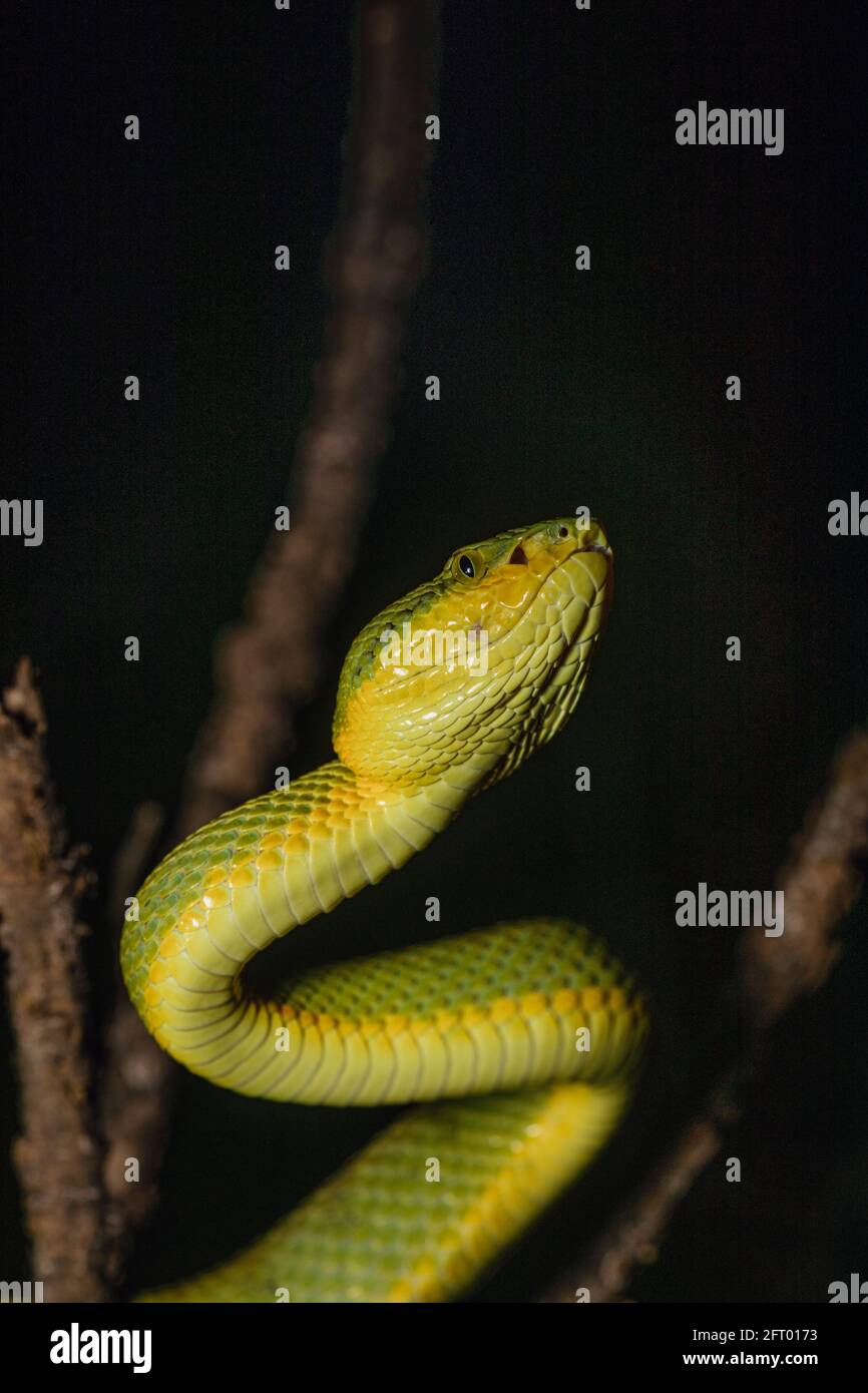 Side view of Bamboo Pit Viper- Trimeresurus gramineus, Satara ...
