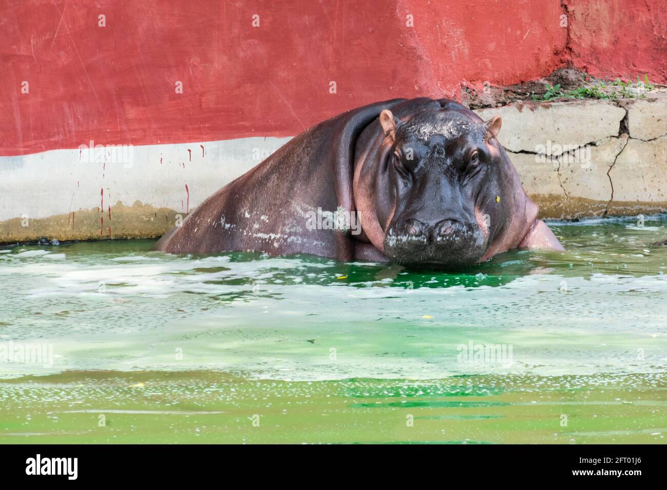 Wild Animal Hippopotamus Bathing in an Indian National Park Pond Stock ...