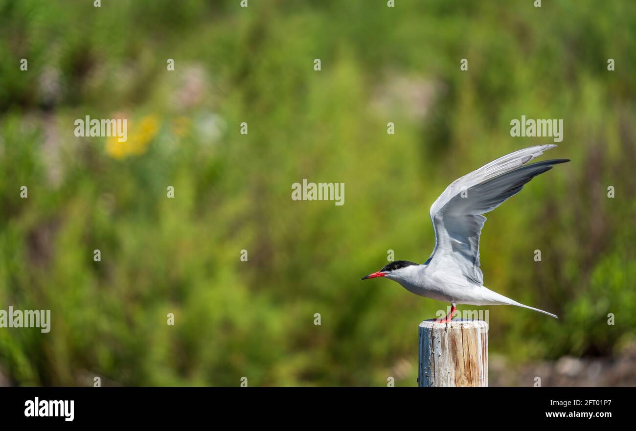 Bird with extended wings over the stick Stock Photo - Alamy